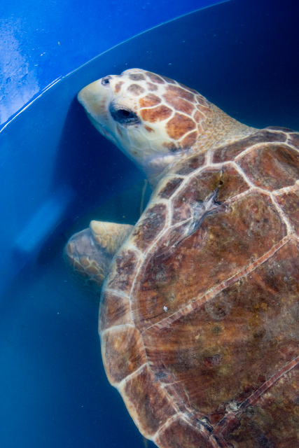 The Sea Turtle Hospital - Diane Chamberlain