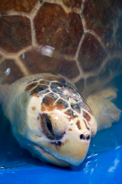 The Sea Turtle Hospital - Diane Chamberlain